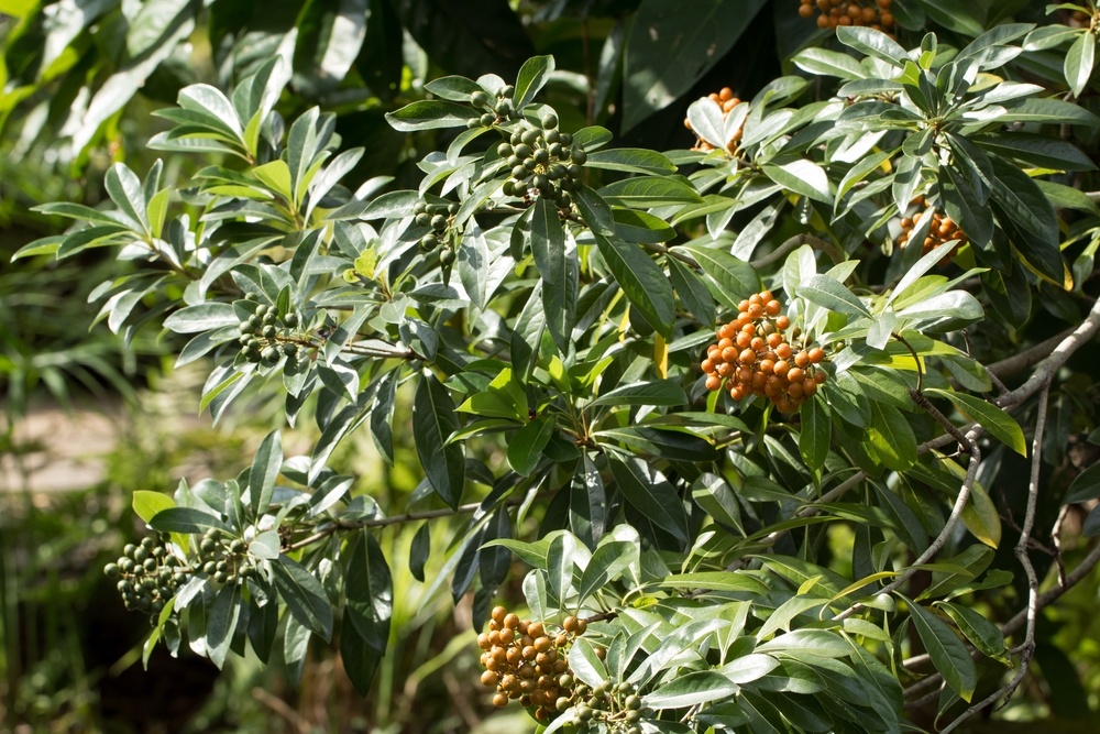 Top 5 alternatives to box hedging - Codsall & Wergs | Wolverhampton ...