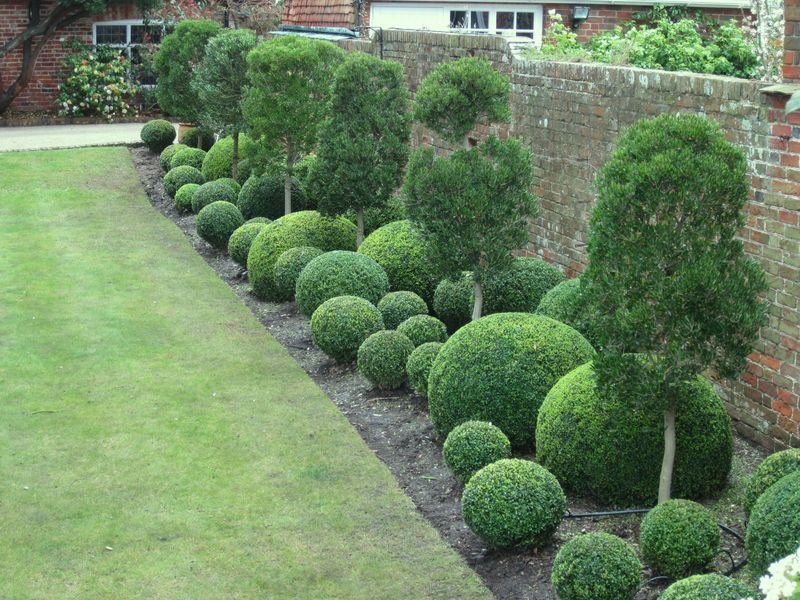 Topiary - Codsall & Wergs | Wolverhampton Garden Centre & Shopping